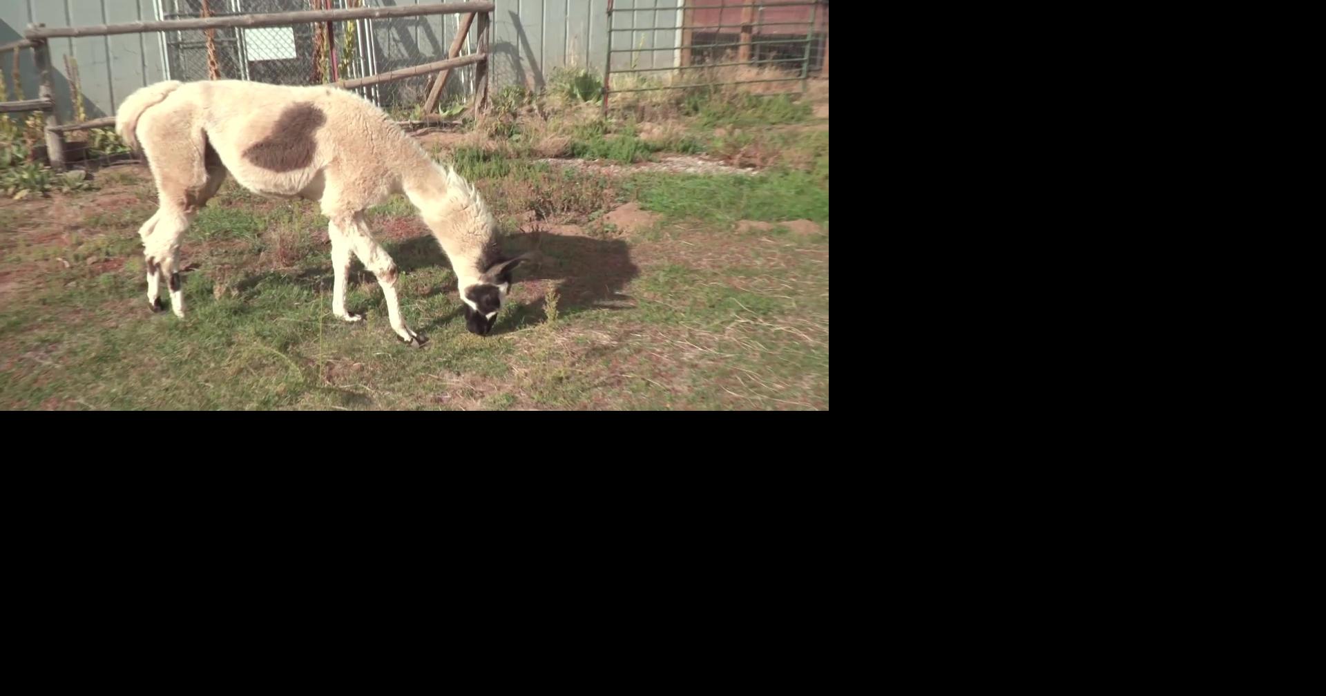 Treasure hunt ends with finding lost llama | Central-oregon-daily ...