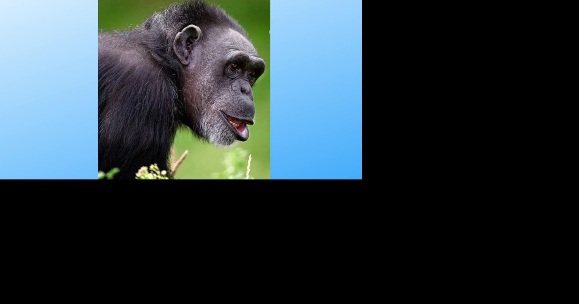 Central Oregon chimp sanctuary announces passing of Patti at age 40 ...