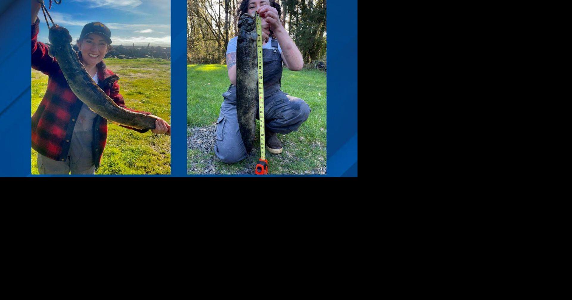 Oregon woman catches possible record monkeyface prickleback | Pets ...