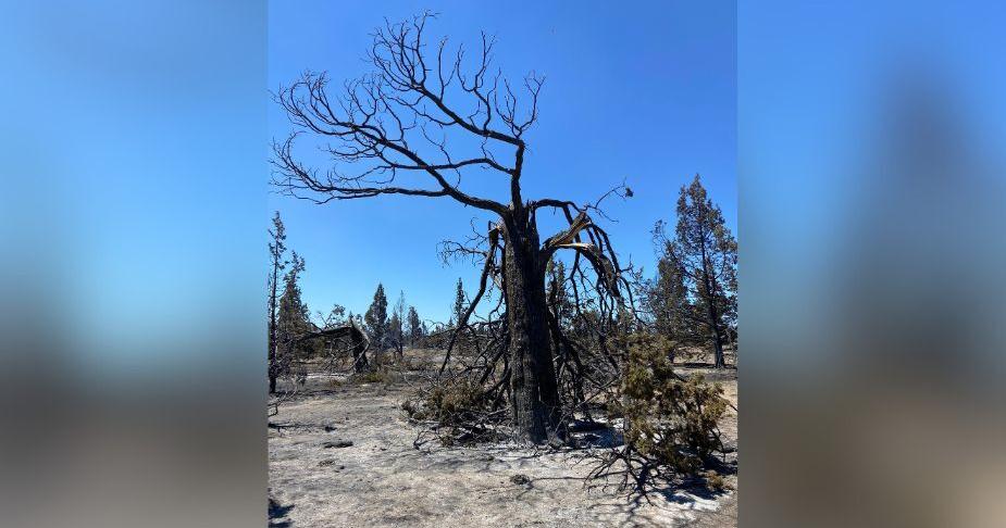 McCaffery Fire 100% contained; evacuation levels lowered again ...