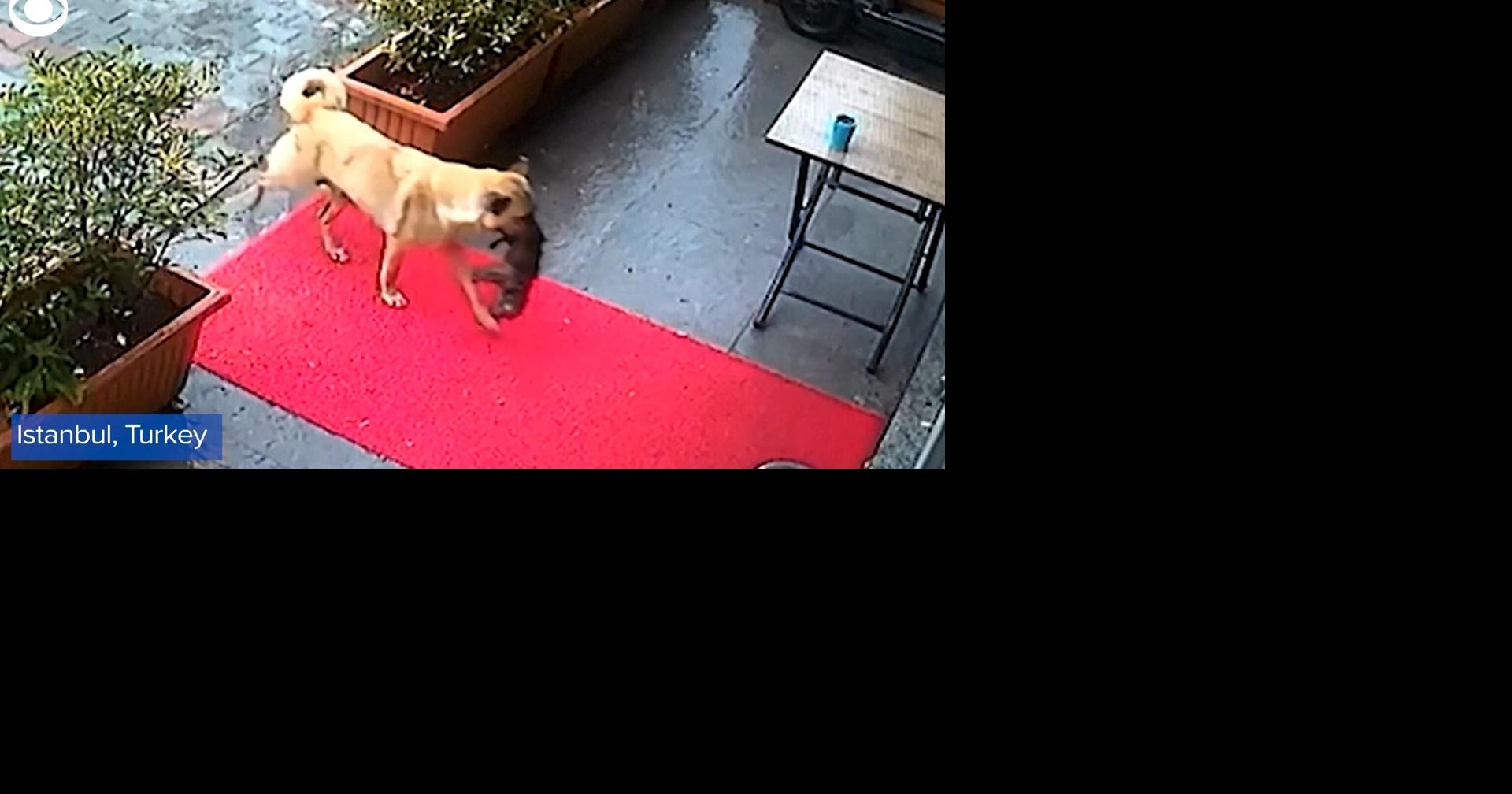 Mother dog carries hypothermic, unconscious puppy to vet for help ...