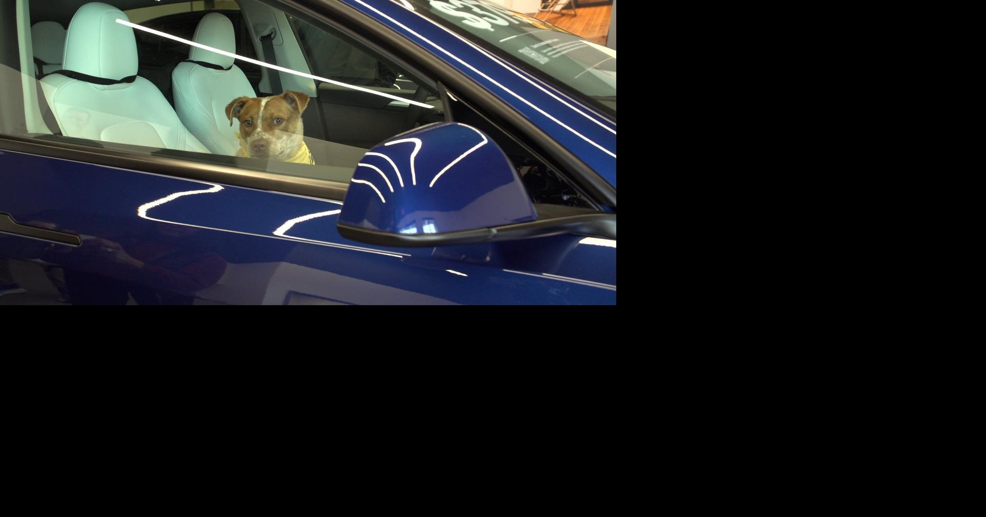 Tesla Bend holds Discover Dog Mode demonstration | Pets, Animals and ...
