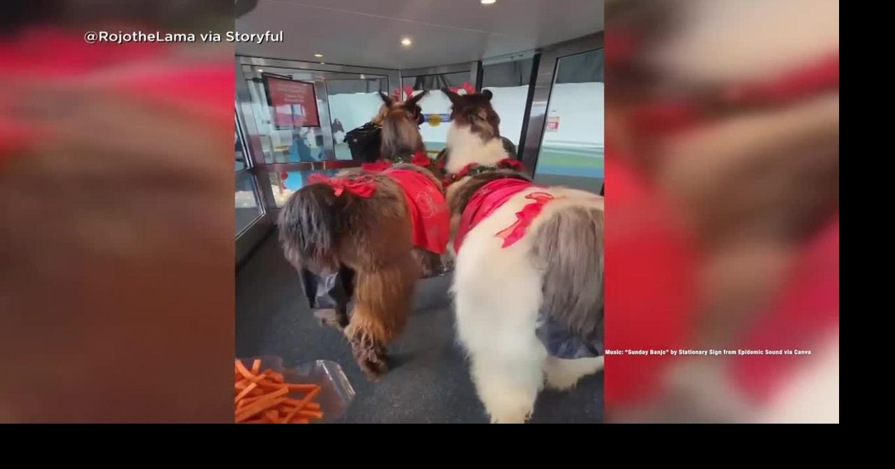 Jolly therapy llamas greet passengers at Portland International Airport ...