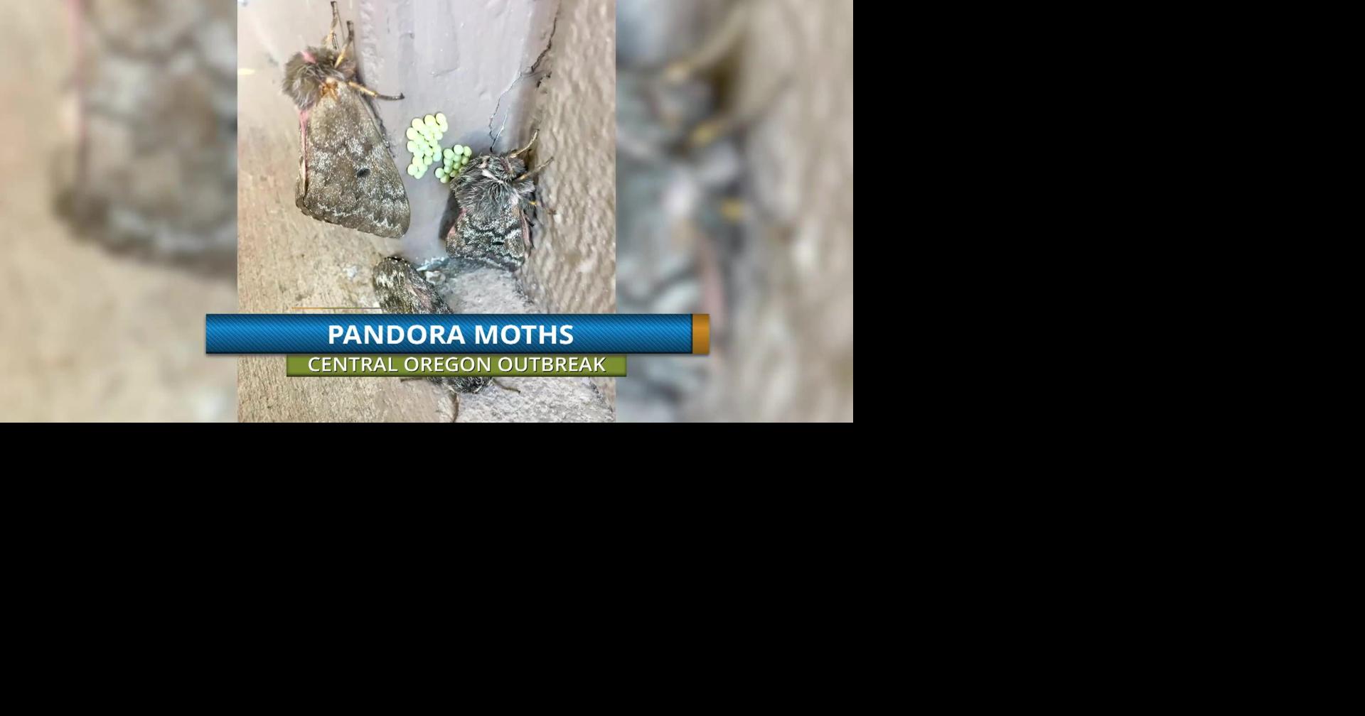 Pandora Moth Outbreak Hits Central Oregon | Central-oregon-daily ...
