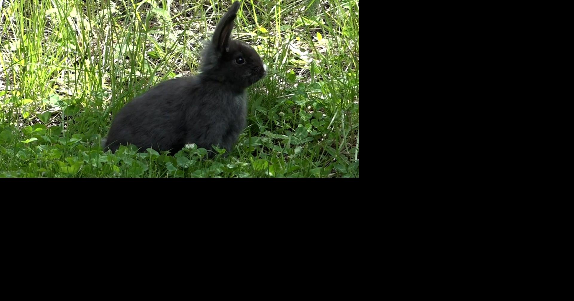 Feral rabbits invade La Pine neighborhood | La Pine / Sunriver News ...