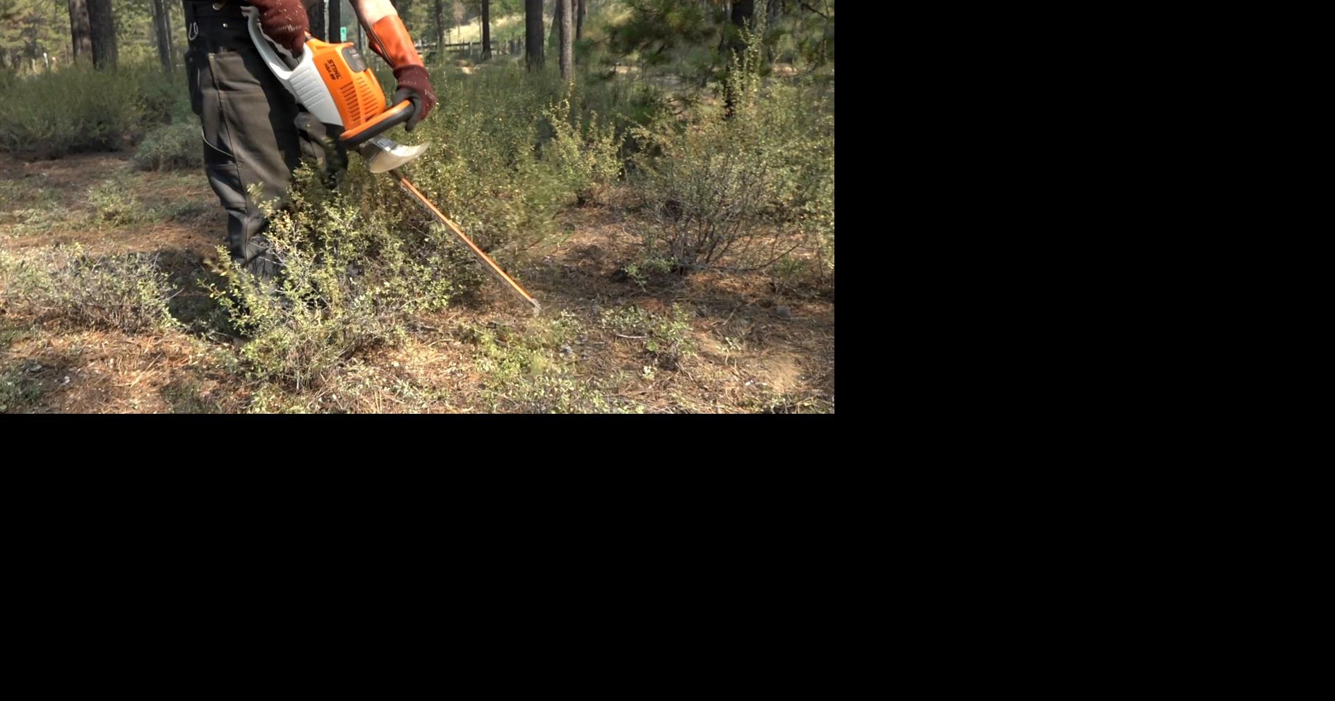 Sunriver ladder fuel reduction program limits fire risk | La Pine ...