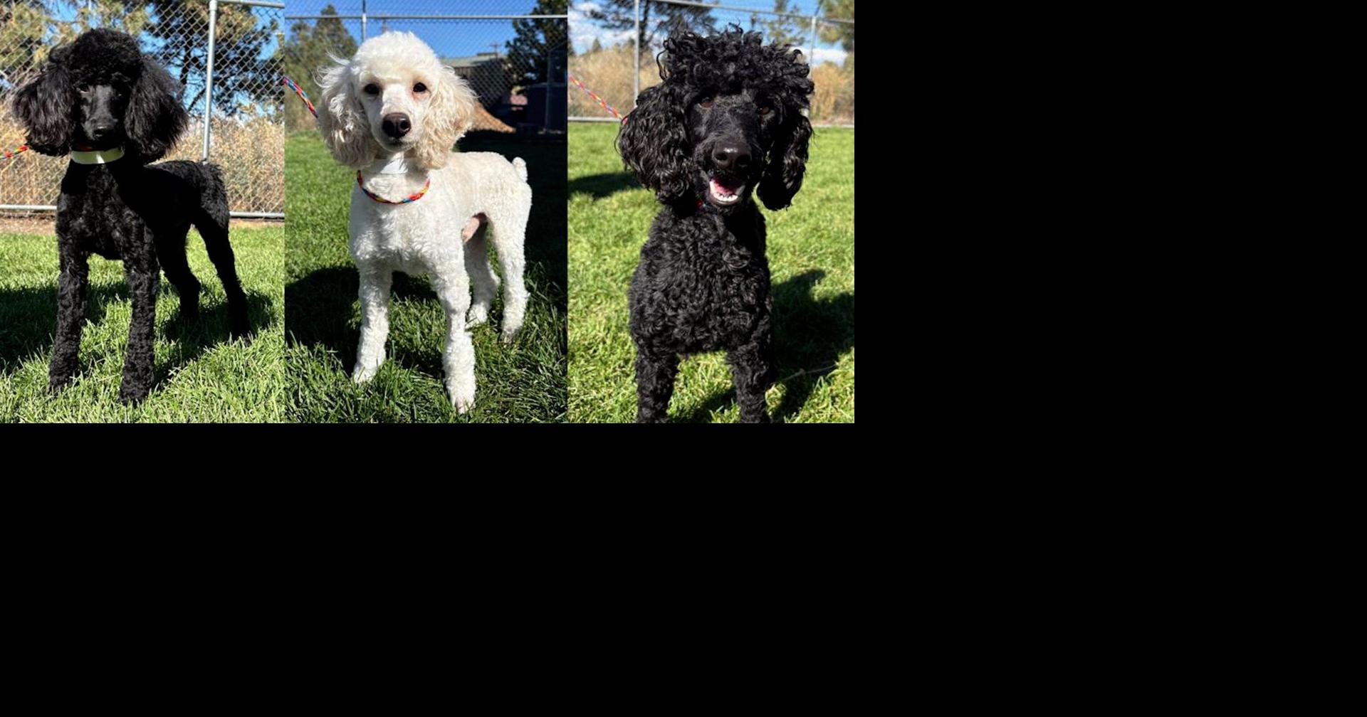 No proof anyone else owns surrendered Bend-area poodles | Local News | centraloregondaily.com