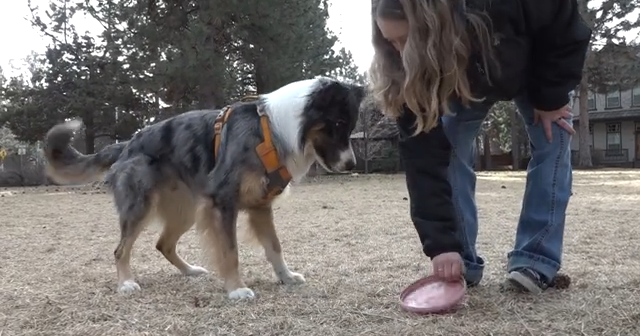 Sven the dog vies for America’s Favorite Pet title | Pets, Animals and ...