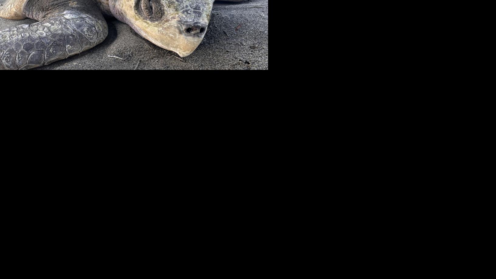 turtle stuck in plastic ring