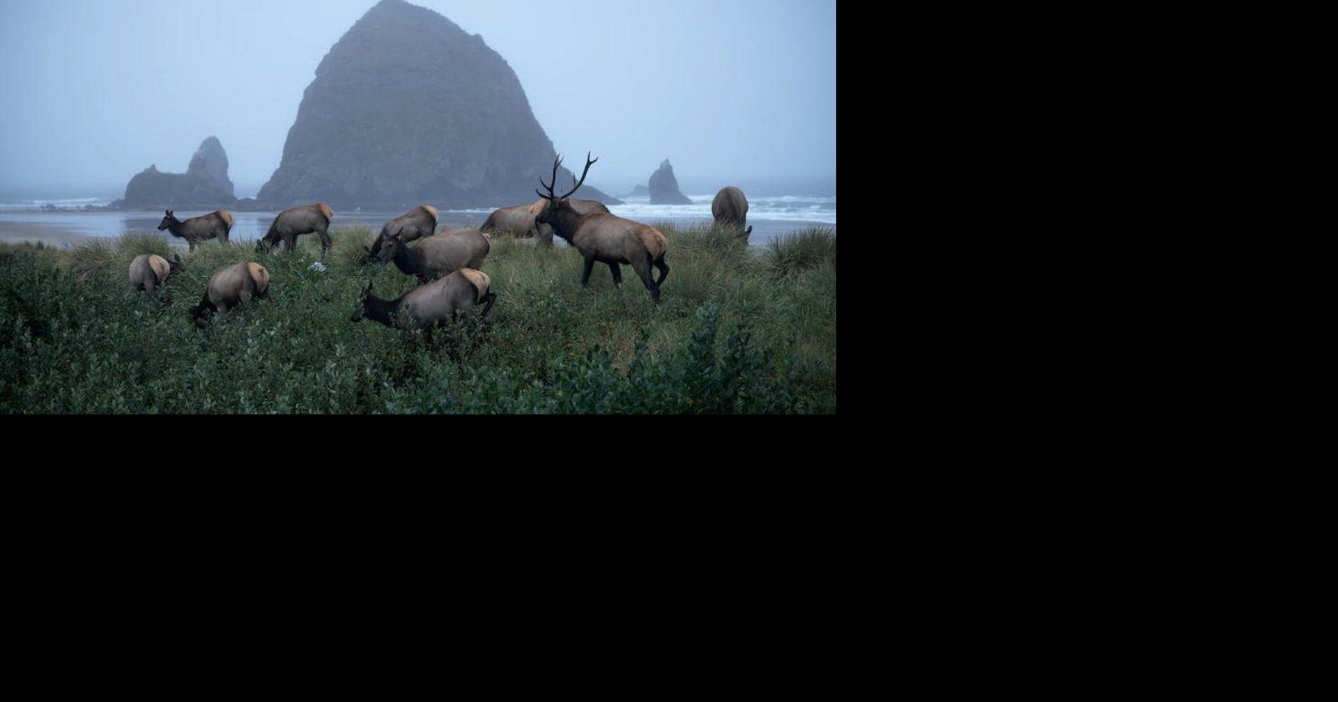 Bend photographer 'blown away' by photos of elk and Haystack Rock at ...