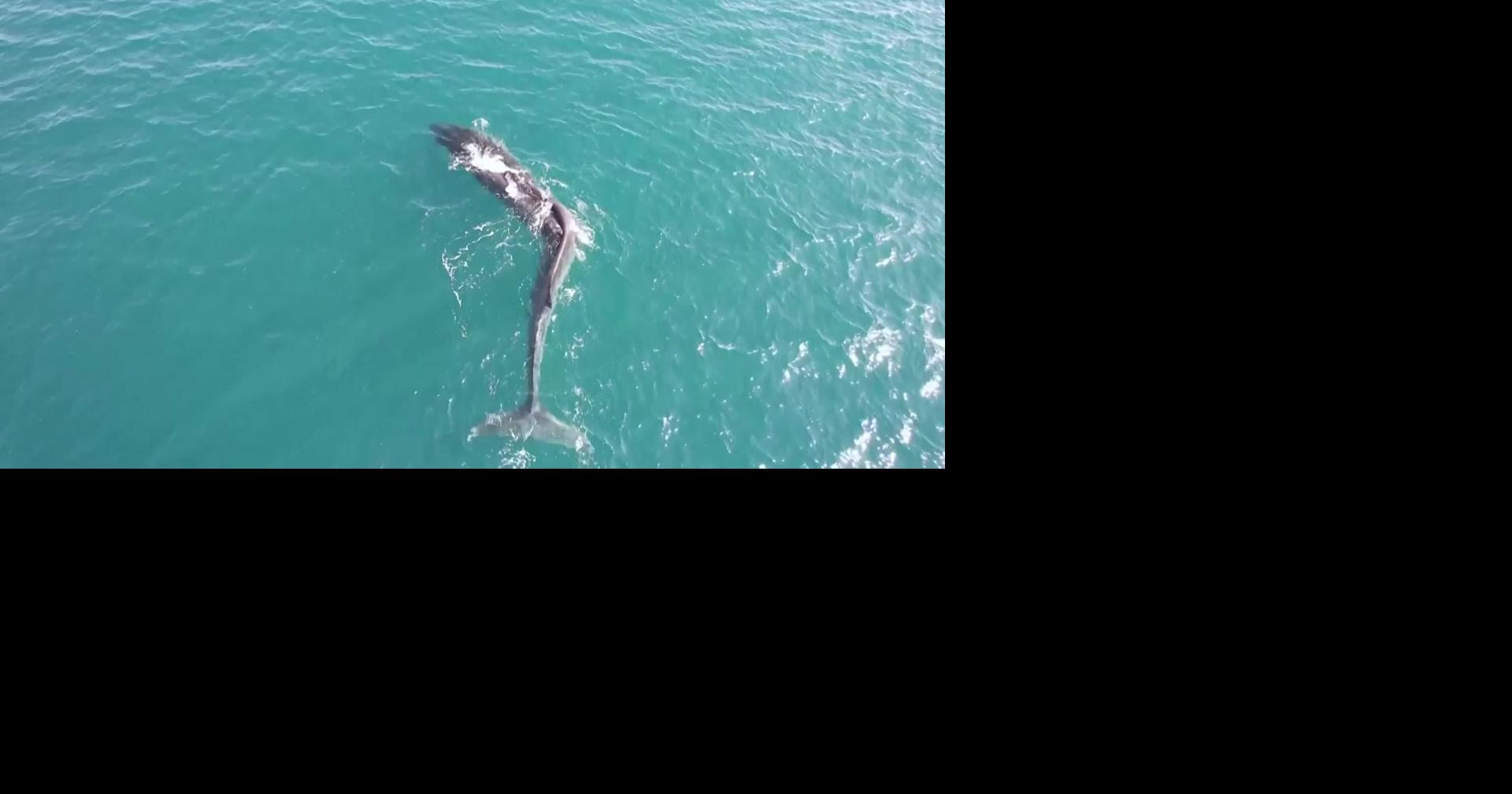 VIDEO: Fin whale with severe case of scoliosis spotted off Spain ...