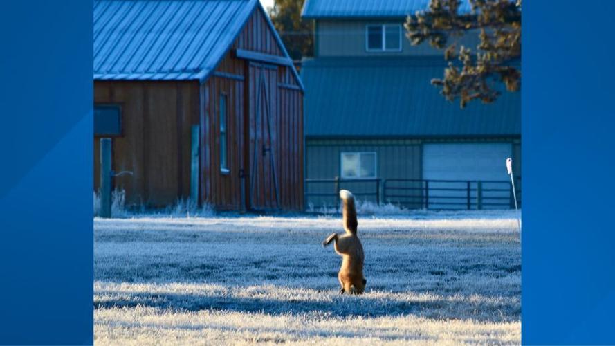 PHOTOS: Red fox spotted on Redmond farm diving into ground for food ...