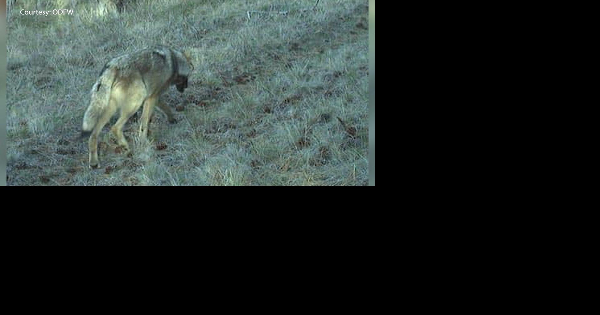 ODFW: Metolius wolves kill steer in Deschutes County; 1st wolf ...