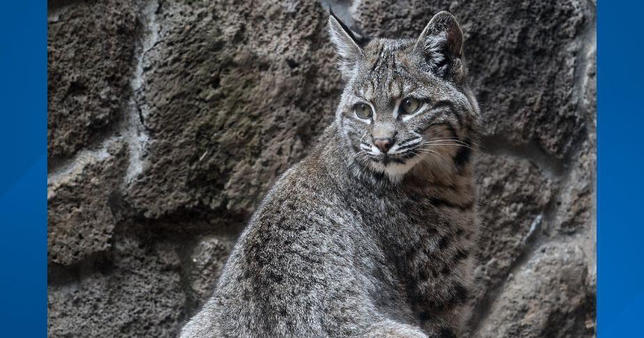 Timber! High Desert Museum bobcat gets his name | Central-oregon-daily ...