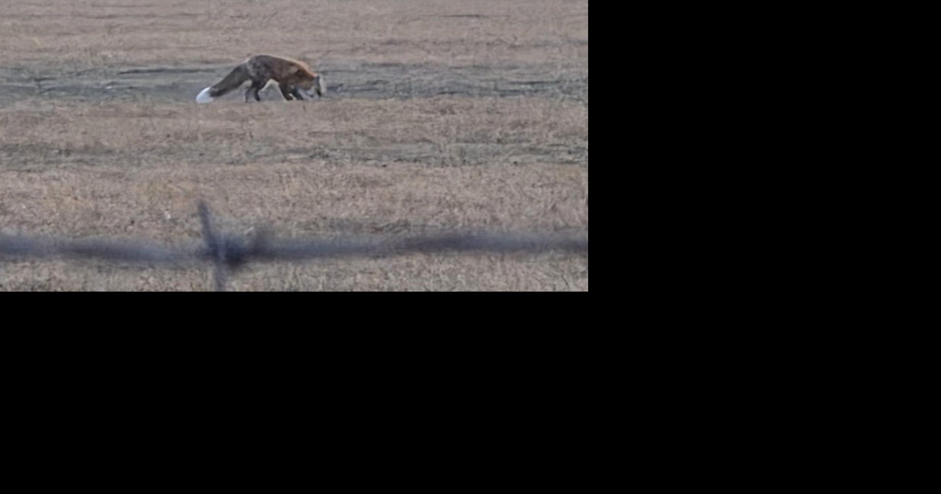 Caught on camera: red fox wanders across Central Oregon pasture | Pets ...