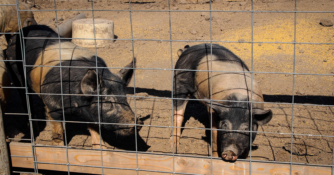 First case of bird flu in pig discovered on small Oregon farm | News ...