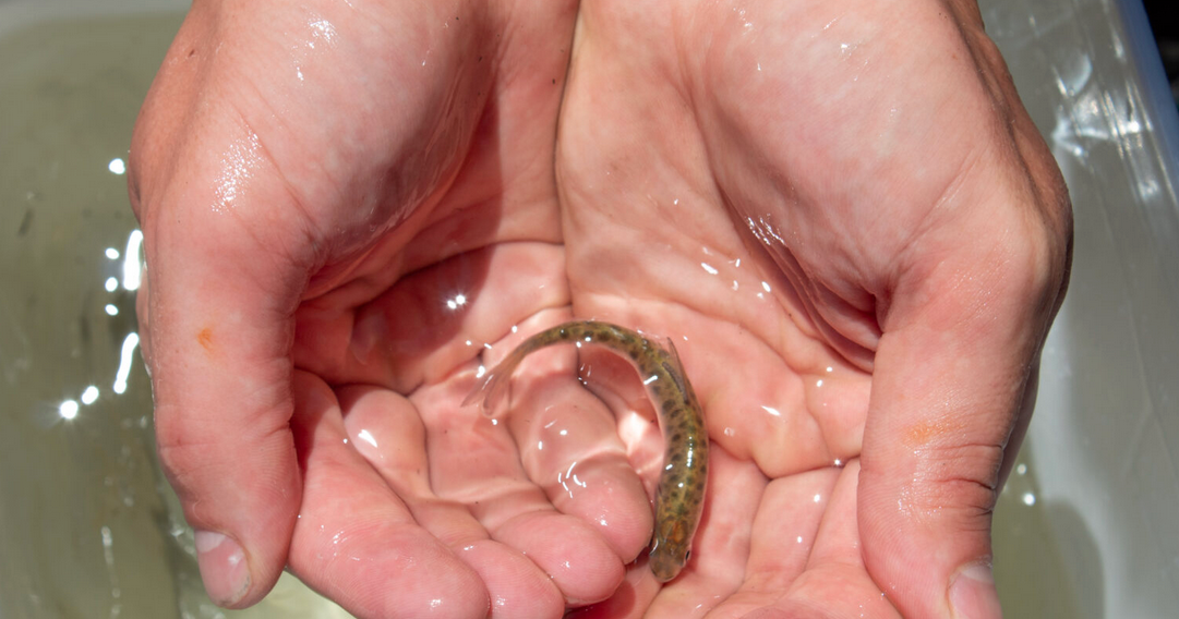 Oregon Department of Fish and Wildlife’s list of species at risk ...