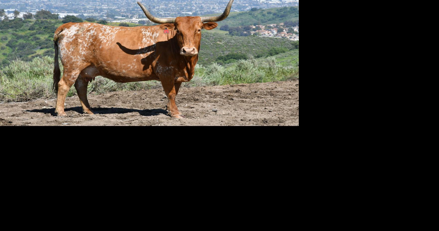 Limited tours may open for Tres Hermanos Ranch | Special Section ...