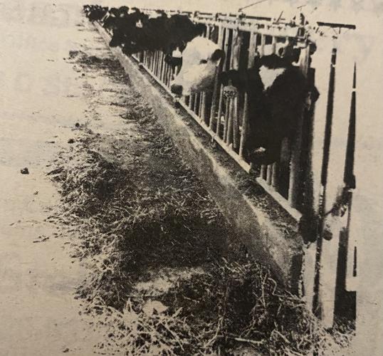 Alta Dena Dairy thrived under the leadership of the Stueves | Opinion and Commentary ...