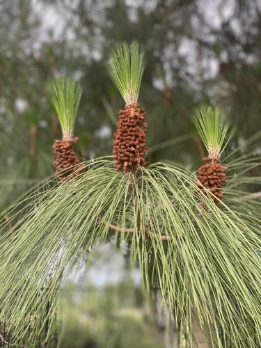 Male pine cones | Community News | championnewspapers.com