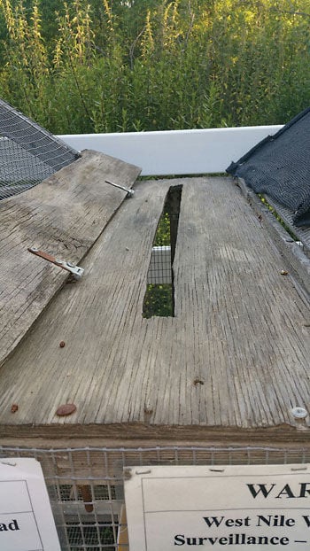 Cowbird trap replenished in Chino Hills | Community News ...