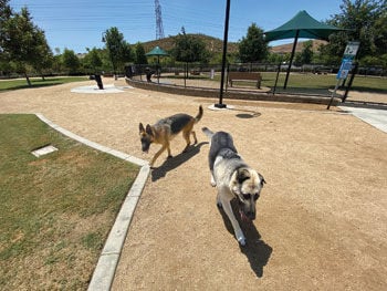 Changes suggested for Vila Borba dog park | News | championnewspapers.com