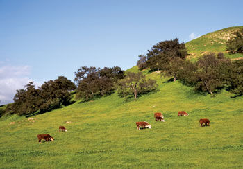 Scenic photos to appear on utility boxes in Chino Hills | News ...