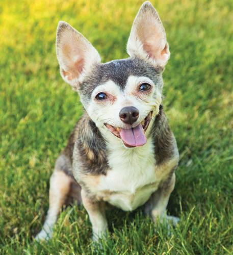 How to make aging pets more comfortable | Special Section ...