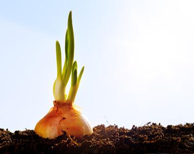 Gardening tips: sweet onions | Charm at Home | charmeasttexas.com