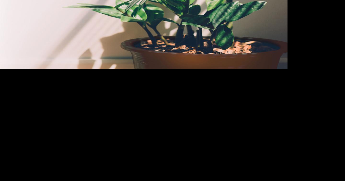 Worry Free Wandering: Keeping Your Plants Happy While You're Away ...