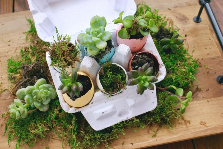 Eggshell Planter DIY | Charm at Home | charmeasttexas.com