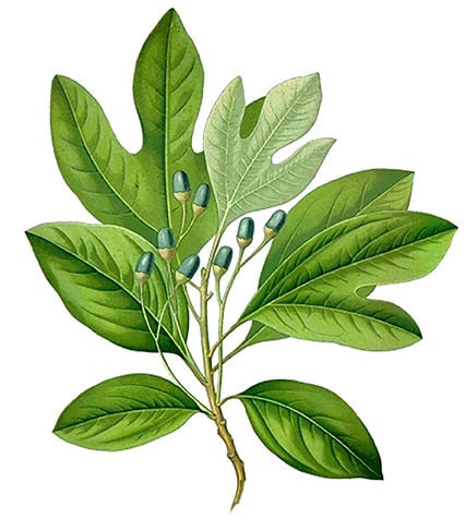A taste of nature: Spring forth, sassafras! | Food & Drink ...