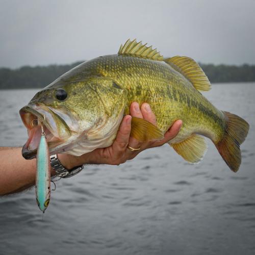 Fall Bass: Anglers Share Tips For Reeling in Whoppers as Cooler Weather ...