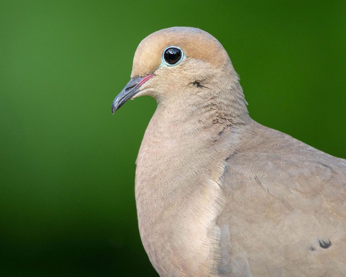 ETX Doves: Hot Spots In Pineywoods | Features | charmeasttexas.com