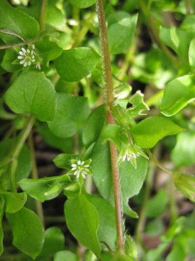 A taste of nature: chickweed resolutions | Features | charmeasttexas.com