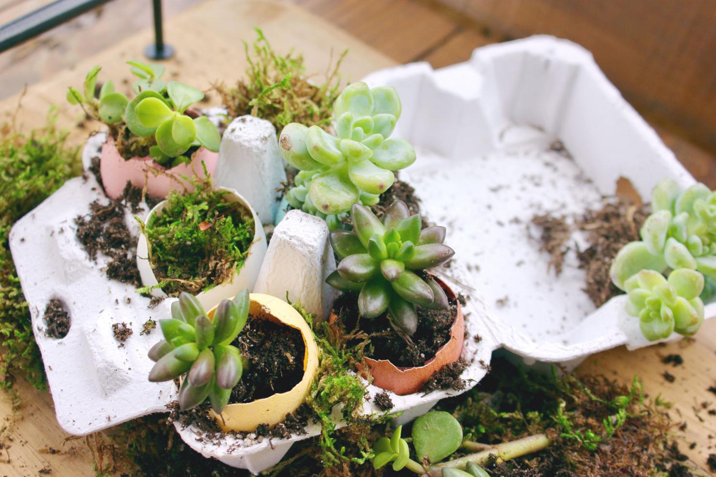 Eggshell Planter DIY | Charm at Home | charmeasttexas.com