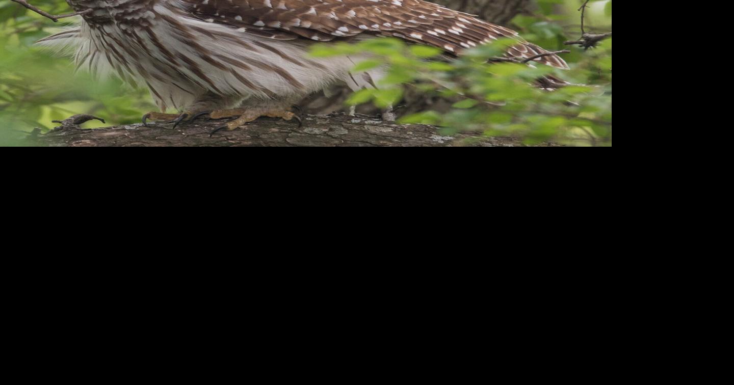 Bird's the Word: ETX Birding | Features | charmeasttexas.com