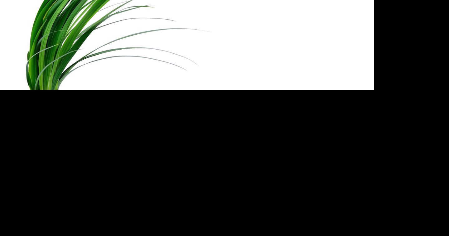 Healing Slime | Healthy Living | charmeasttexas.com