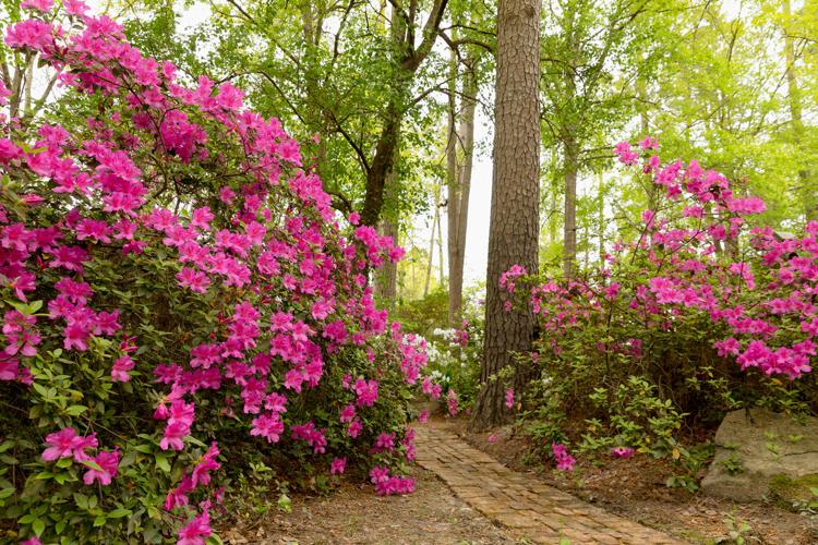 Expert Opinion: A Place For Azaleas | Charm at Home | charmeasttexas.com