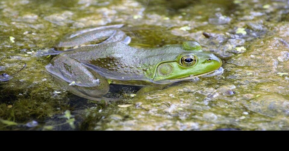Frog hunting offers opportunities for Pittsylvania County hunters ...