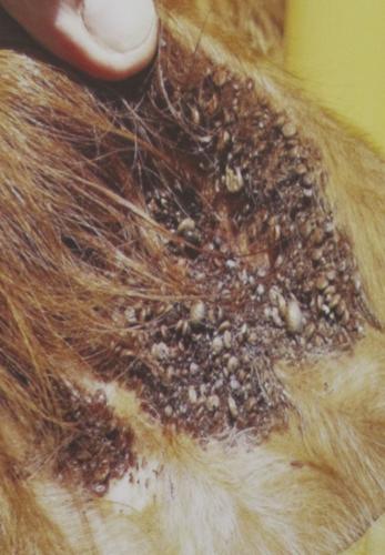 tick infested cattle