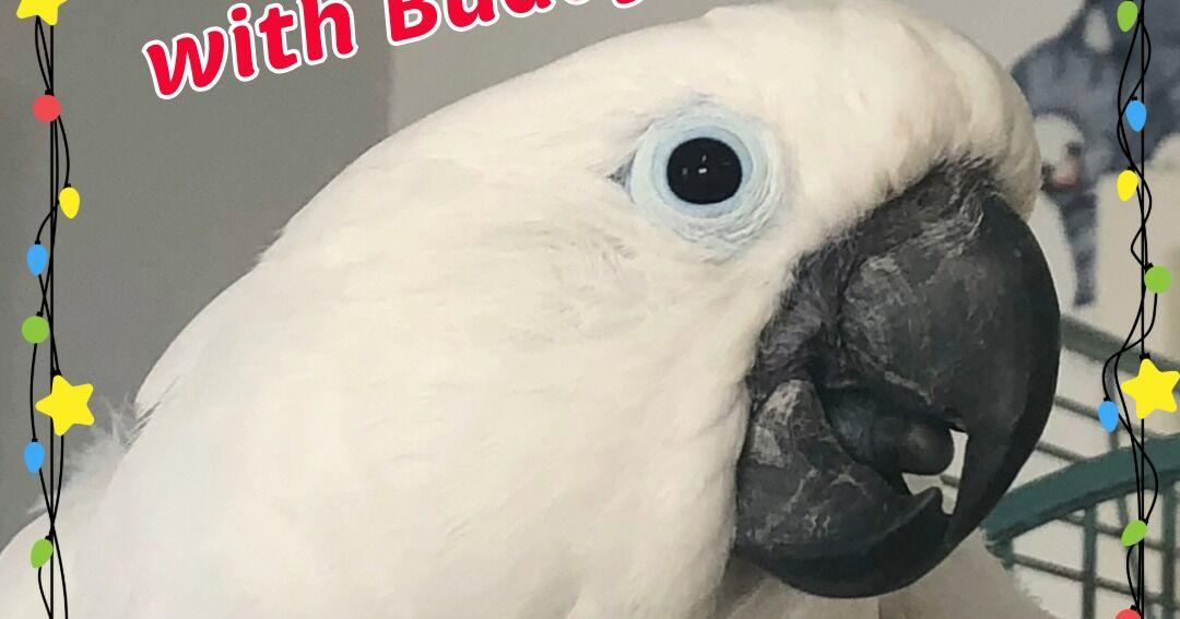 Critter Chat | Buddy, the Best Shelter Mascot Bird in the world ...