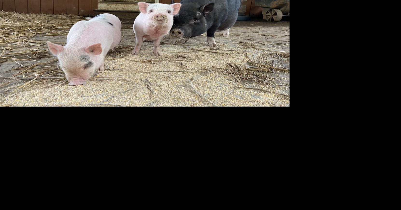 Local nonprofit makes home for neglected pigs | News ...