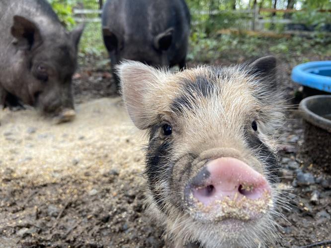 Local nonprofit makes home for neglected pigs | News ...