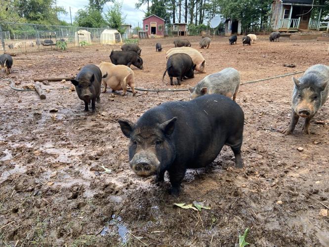 Local nonprofit makes home for neglected pigs | News ...