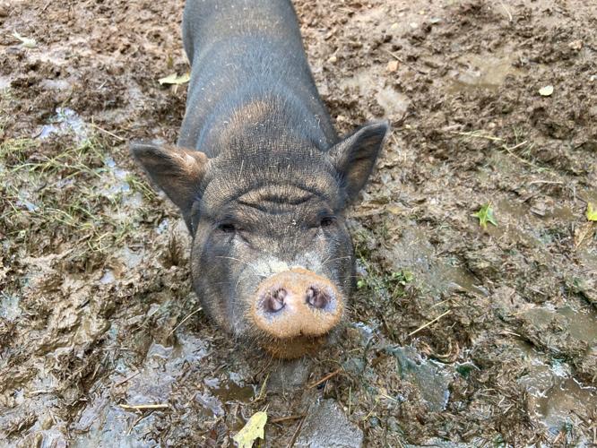 Local nonprofit makes home for neglected pigs | News ...