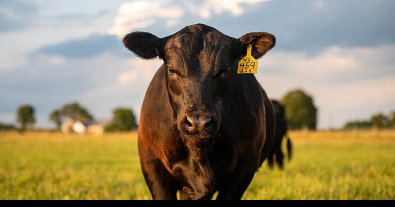 Sycamore man elected as Alternate Angus Delegate to 138th annual ...