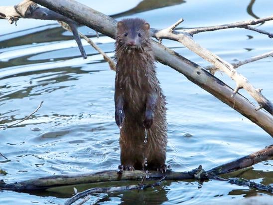 Friendly furbearer feasts on fresh fish | Crime | chetekalert.com