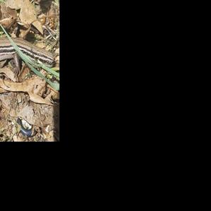 Wisconsin home to small pockets of unique lizards called skinks ...