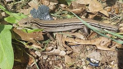 Wisconsin home to small pockets of unique lizards called skinks ...